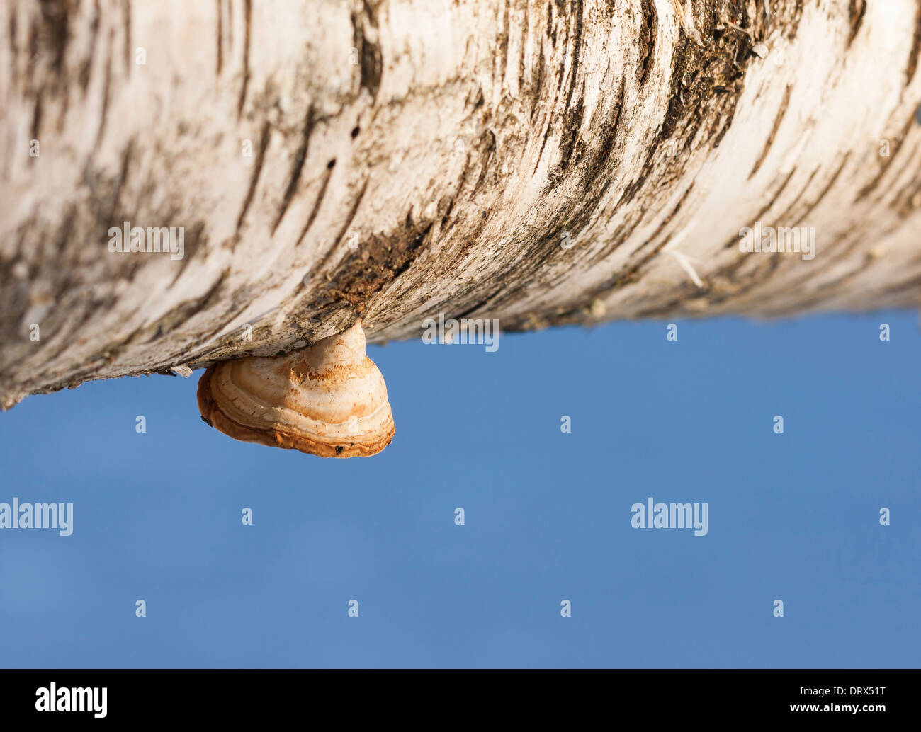 Blue Toadstool High Resolution Stock Photography and Images - Alamy
