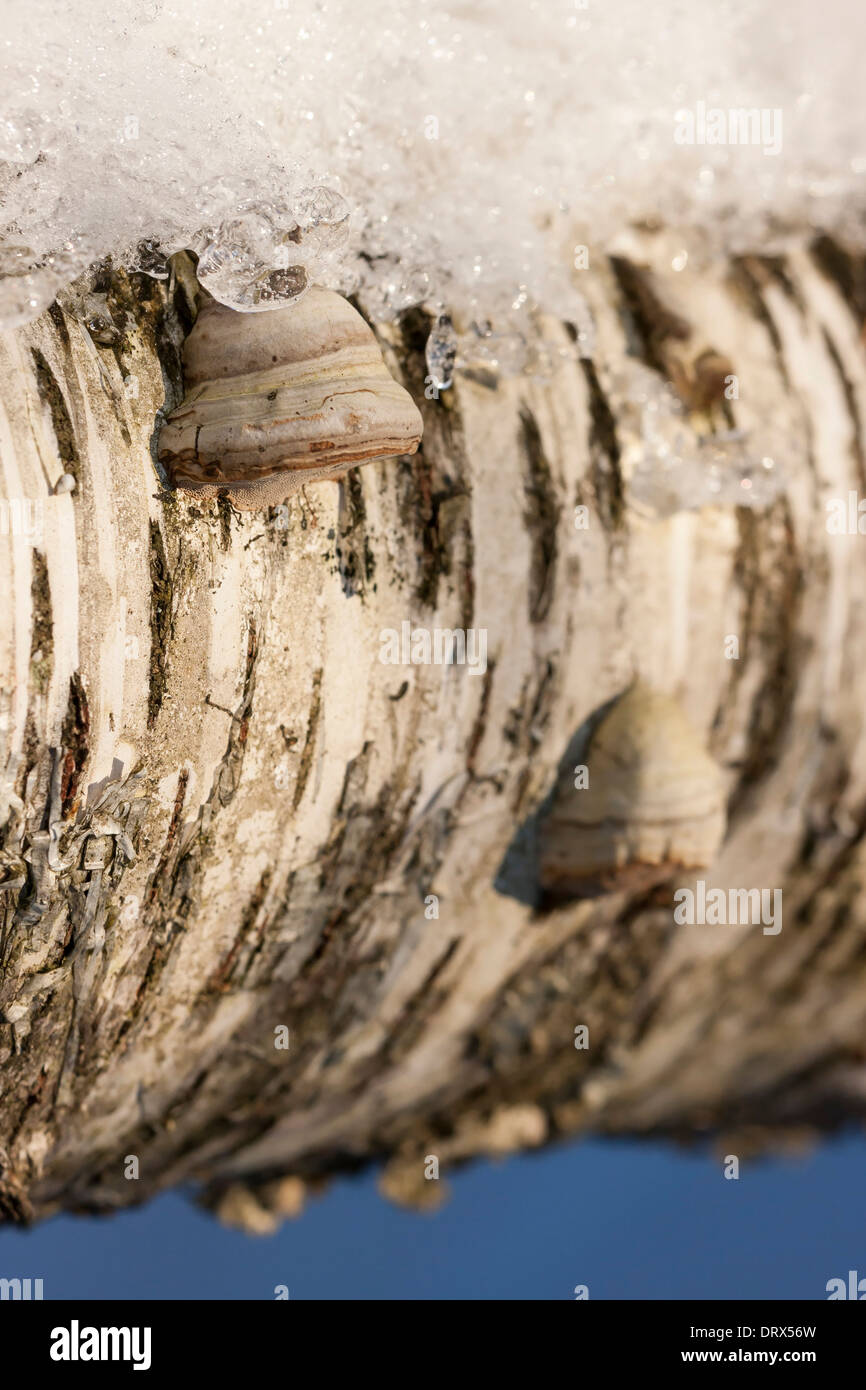 Little toadstool or fungus on snowy birch tree Stock Photo - Alamy