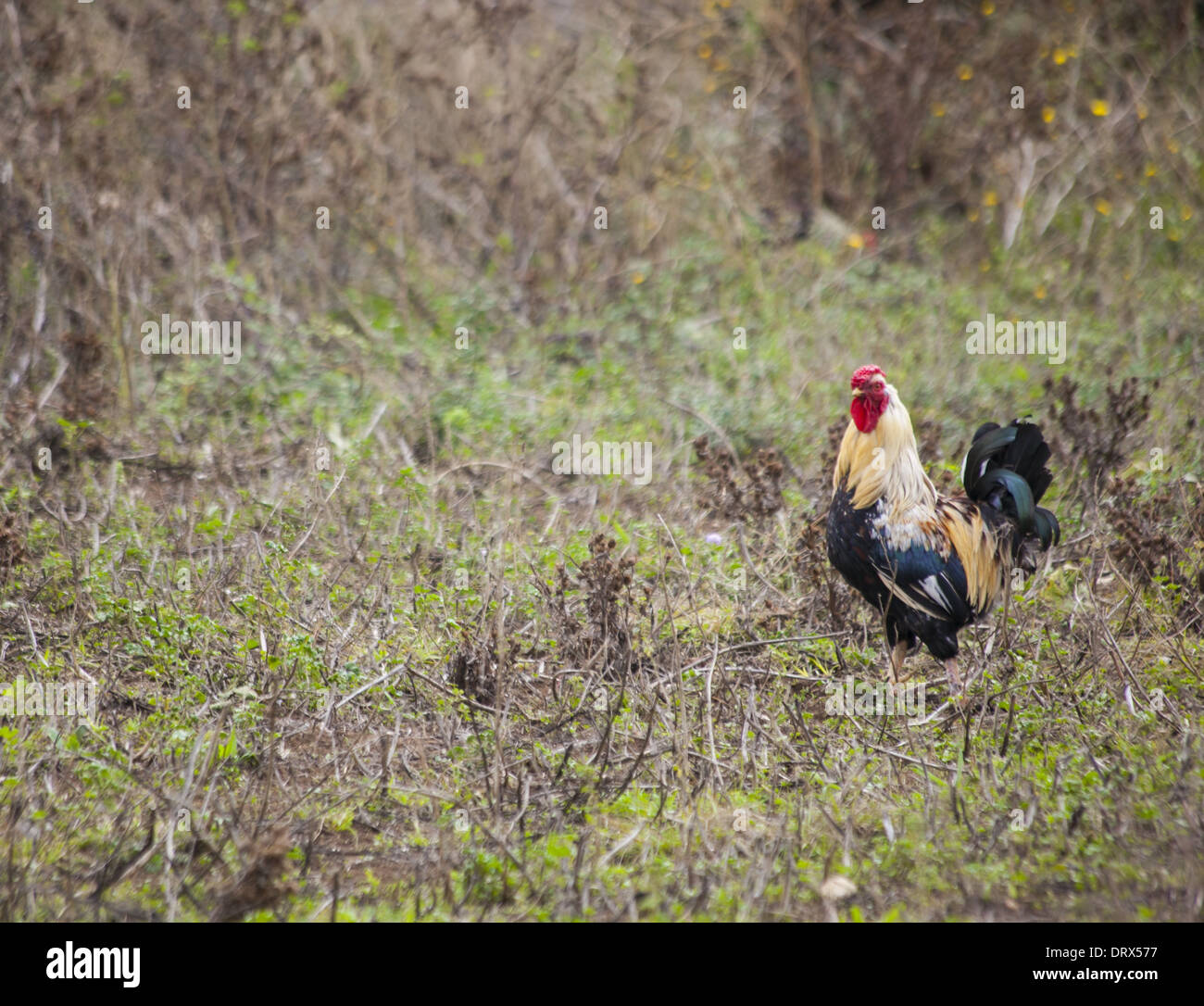 A colourful rooster in the grasses in a barnyard in France Stock Photo ...