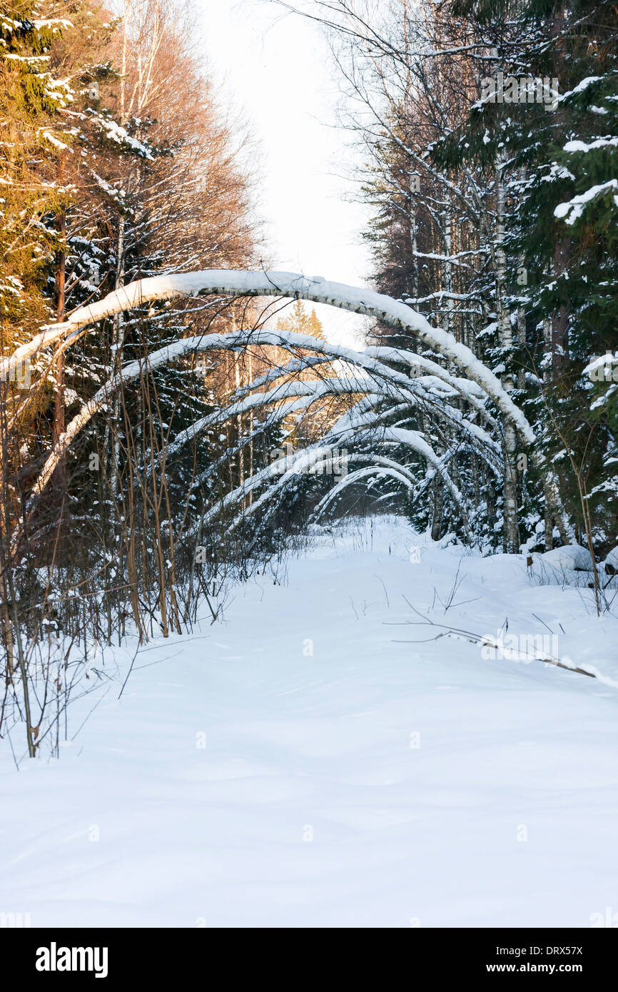 Curved trees hi-res stock photography and images - Alamy