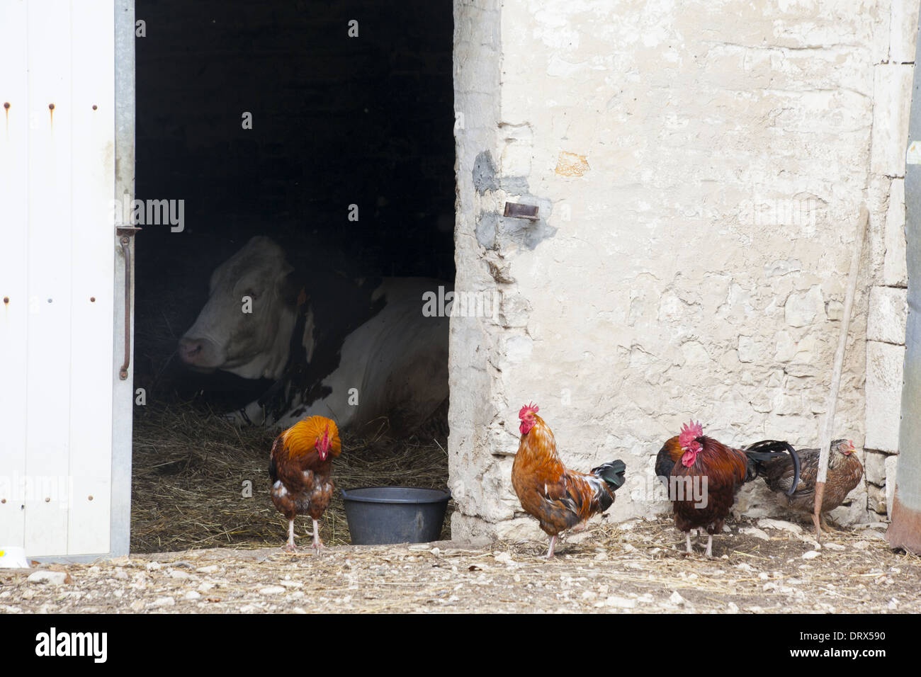 Barnyard hi-res stock photography and images - Alamy