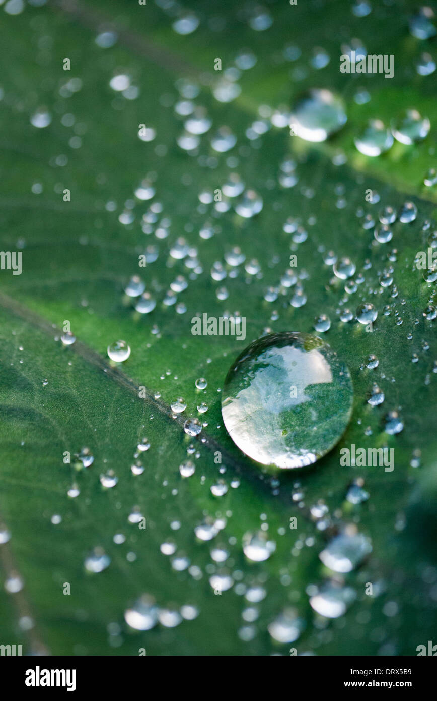 Taro leaf hi-res stock photography and images - Alamy