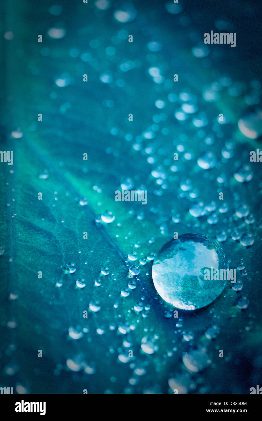 Taro leaf hi-res stock photography and images - Alamy