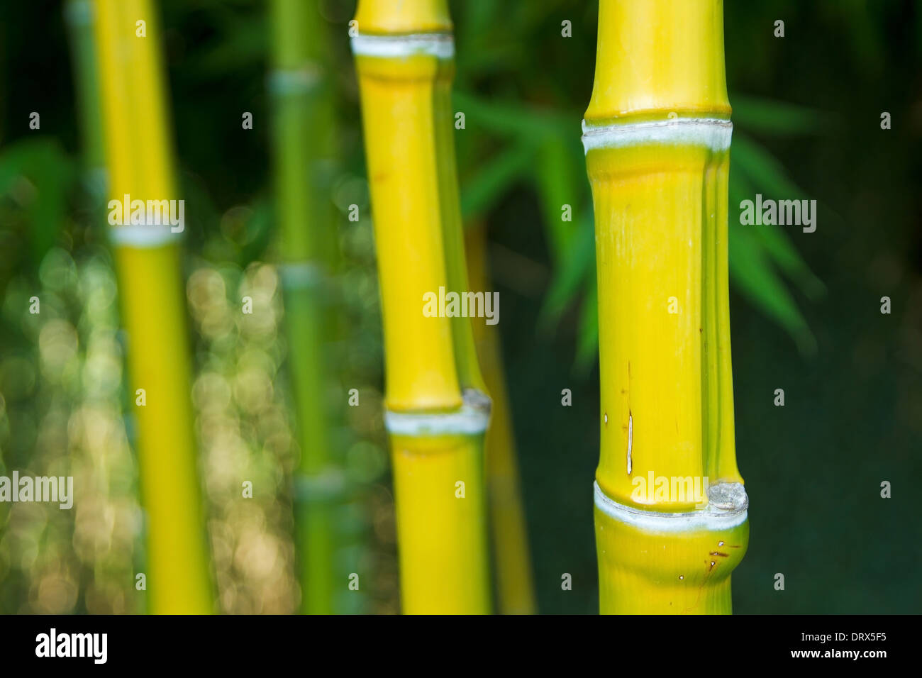 Green bamboo in the nature with good bokeh Stock Photo - Alamy