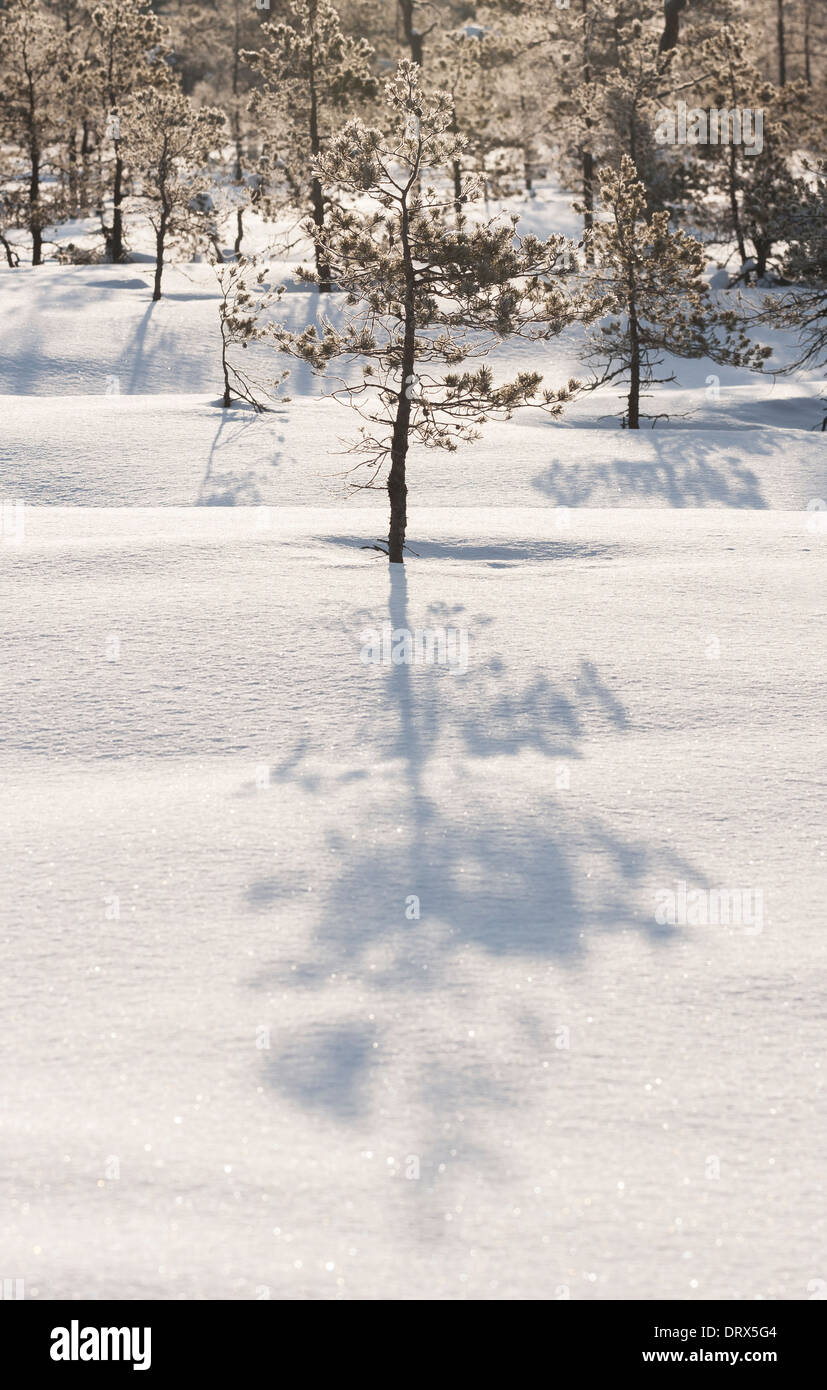 Little pine tree and its shadow on snow at winter Stock Photo - Alamy