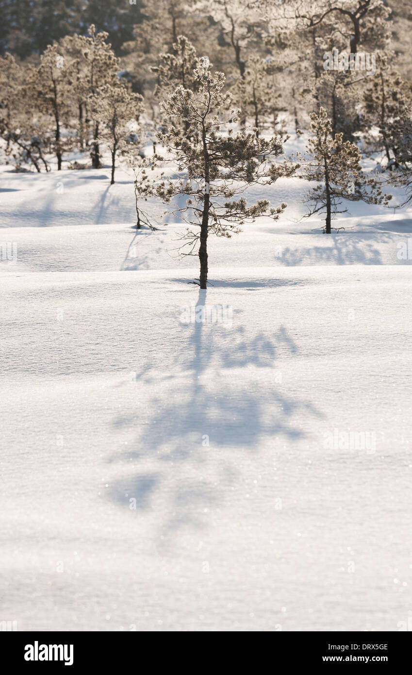 Pine tree shadow hi-res stock photography and images - Alamy