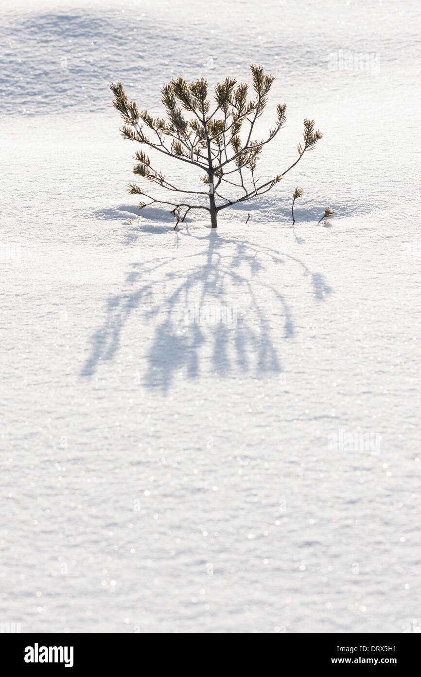 Little pine tree and its shadow on snow at winter Stock Photo - Alamy