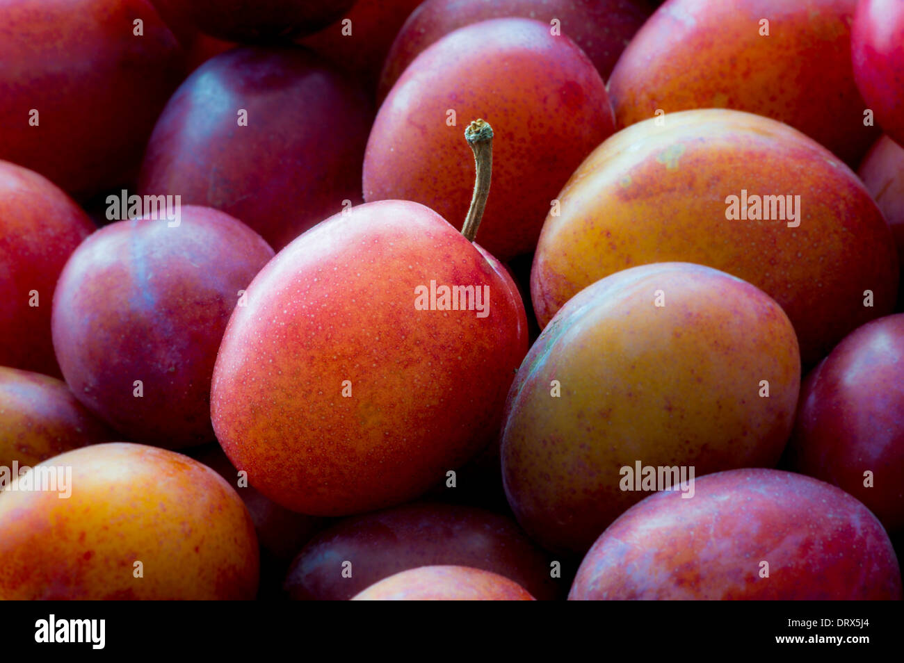 Victoria plums hi-res stock photography and images - Alamy
