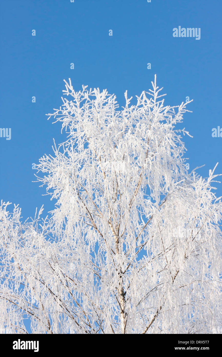 Frosty tree hi-res stock photography and images - Alamy