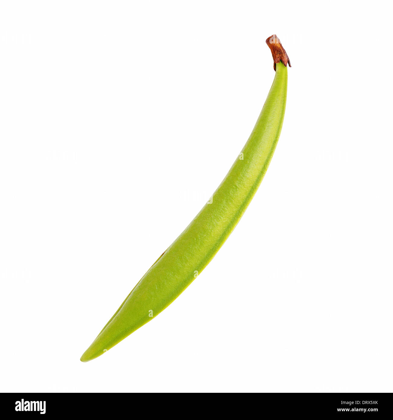 High quality image of a bean pod isolated on white with clipping path ...