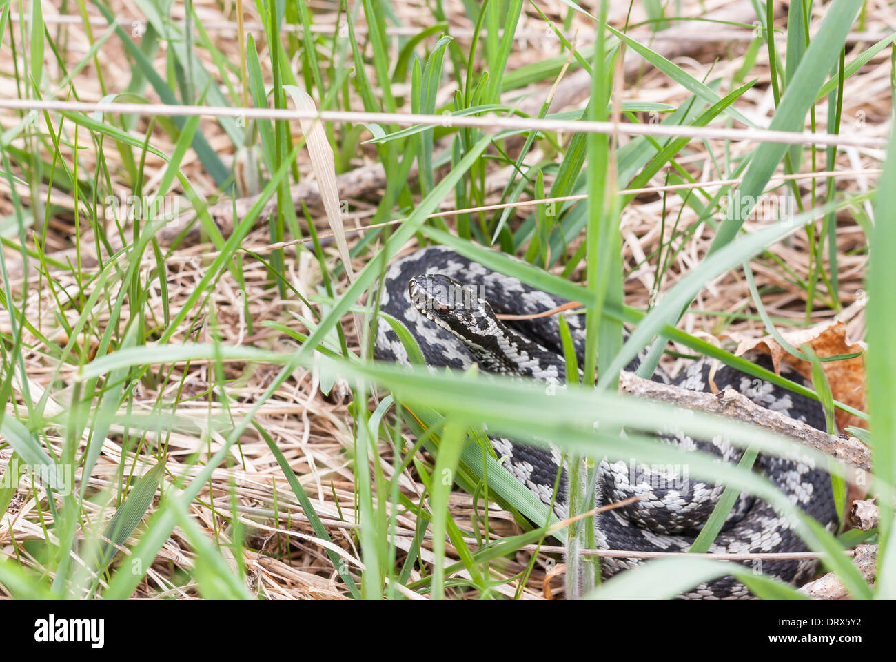 Grey and black variegated Common adder or viper on grass Stock Photo ...