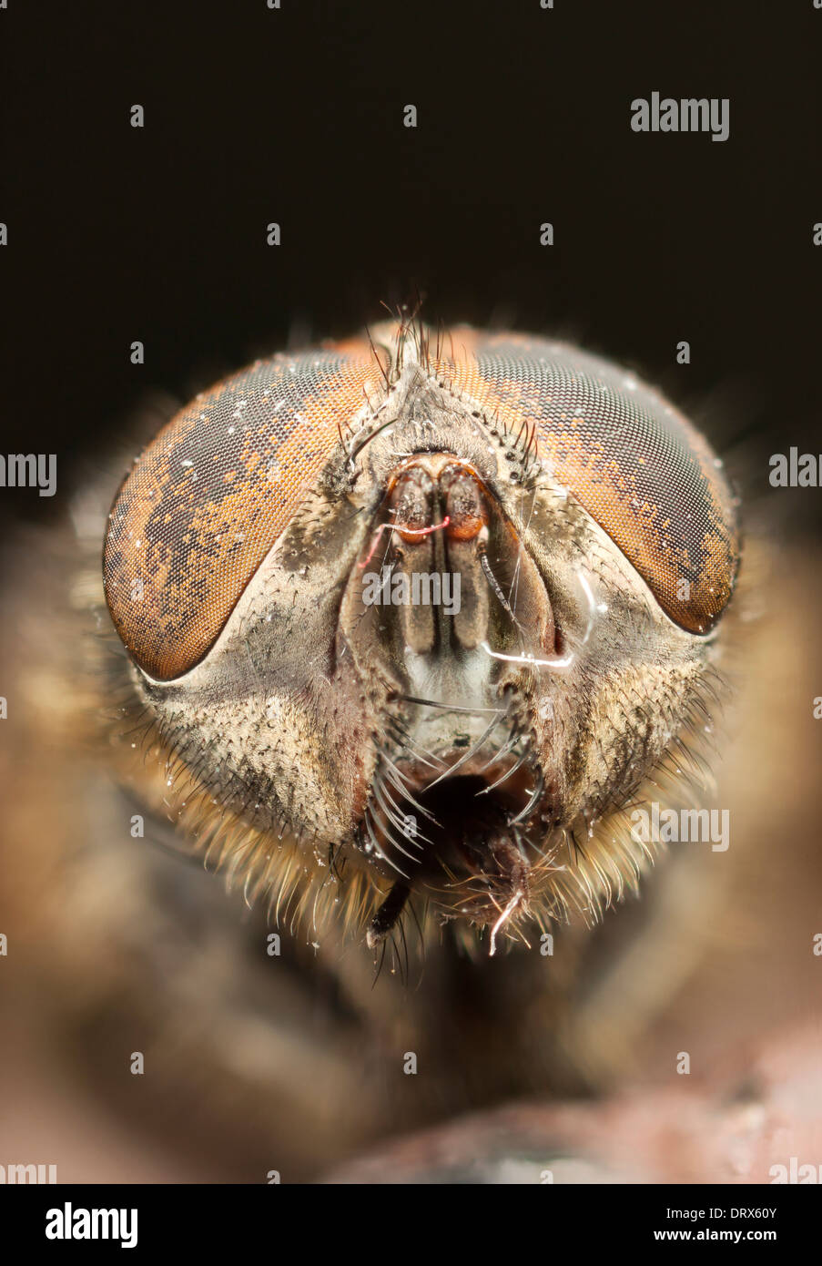 Dead flys hi-res stock photography and images - Alamy