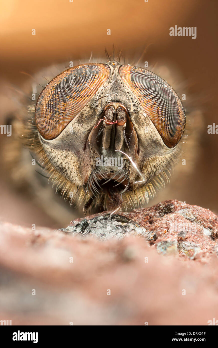 Macro fly head hi-res stock photography and images - Alamy