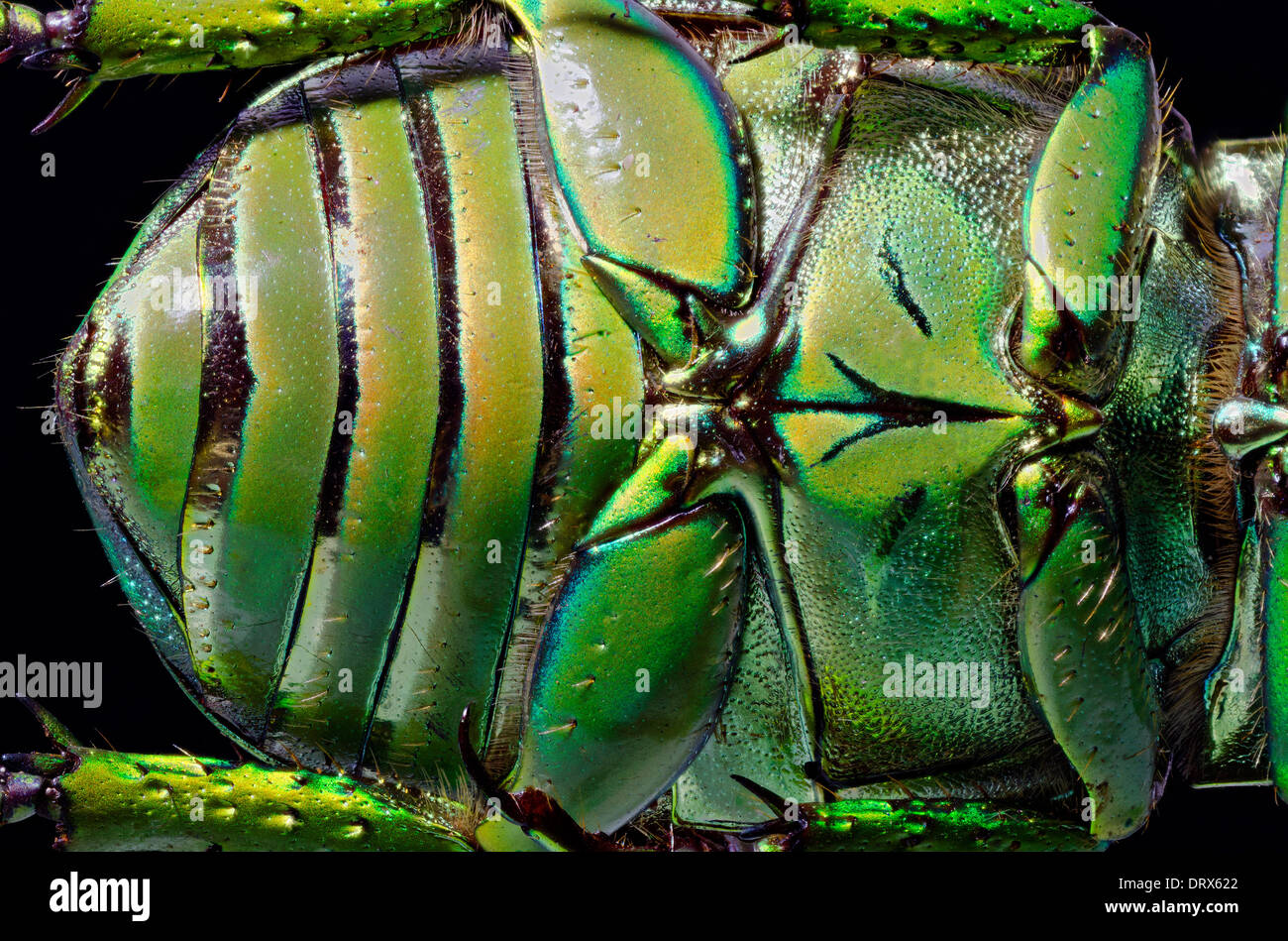 Chrysina hi-res stock photography and images - Alamy