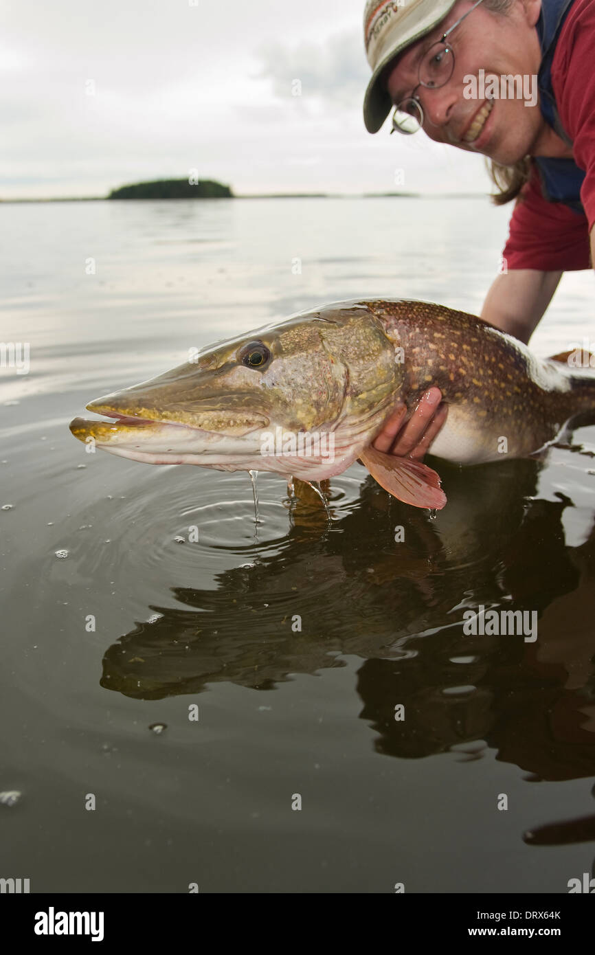 Fisherman getting ready to release a huge northern pike he caught on a ...