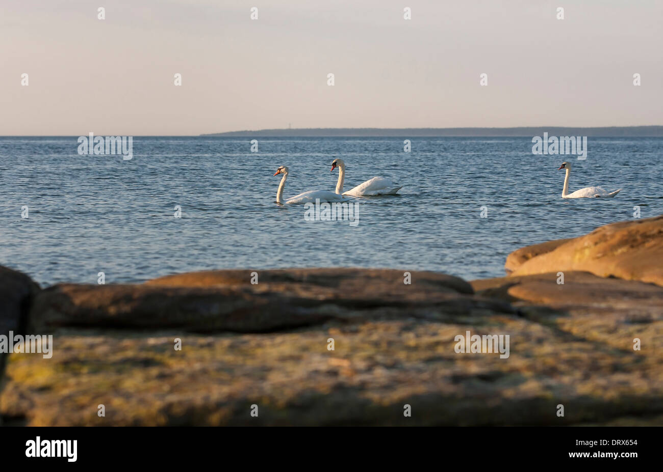 Brown swan bird hi-res stock photography and images - Alamy