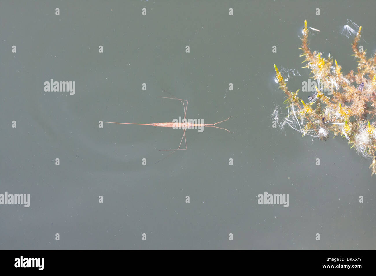 Insect in water hi-res stock photography and images - Alamy