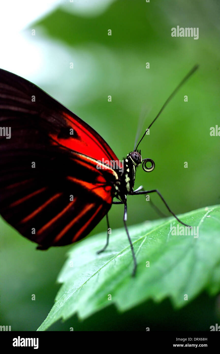 Postman Butterfly, Common Postman, Postman (Heliconius melpomene Stock ...