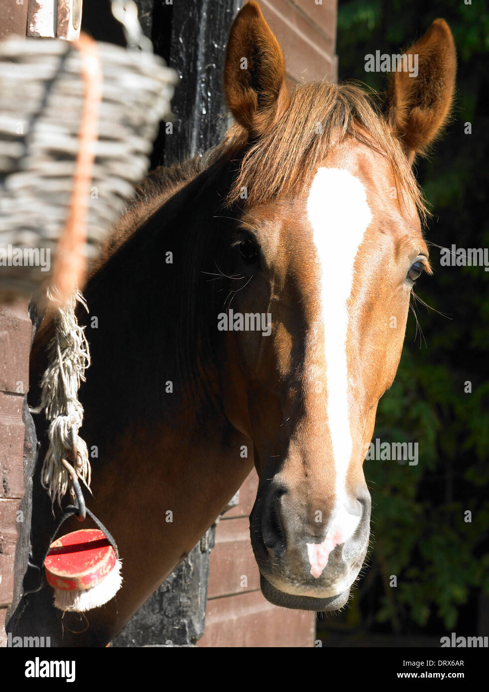 Horses in the stable Stock Photo - Alamy