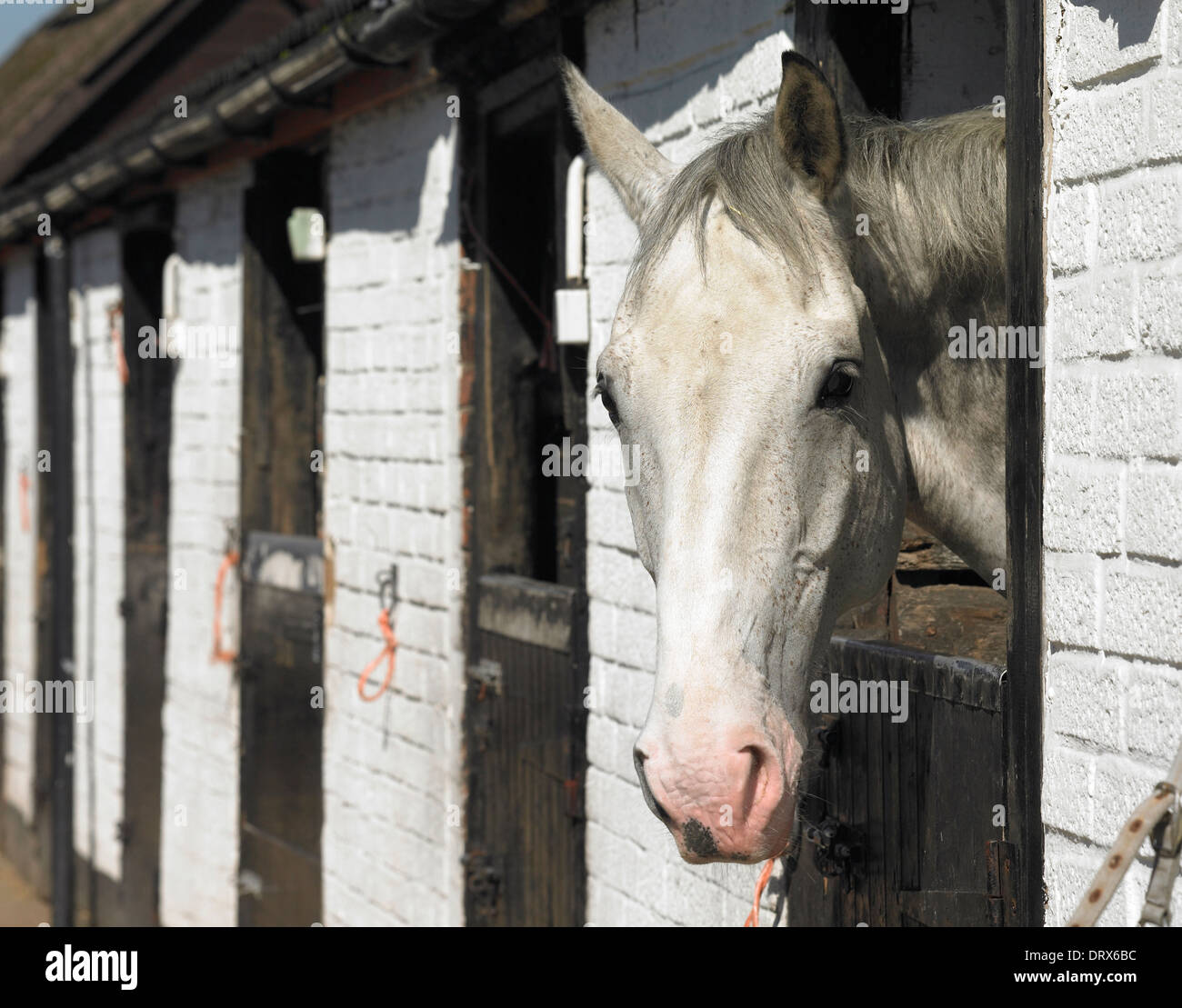 Stable stables stabling hi-res stock photography and images - Alamy