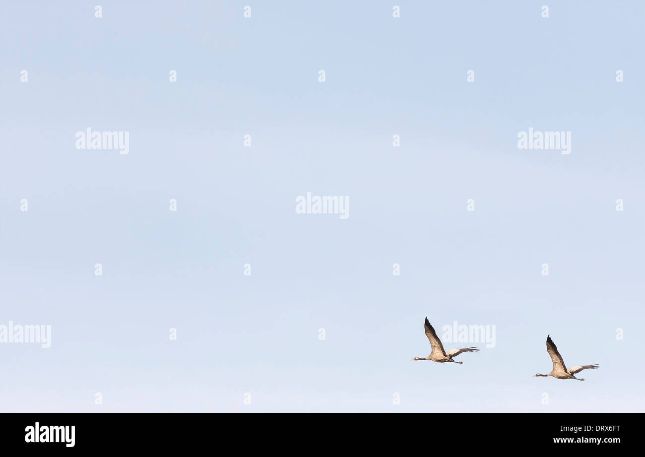 Light blue nature background with two flying cranes Stock Photo - Alamy