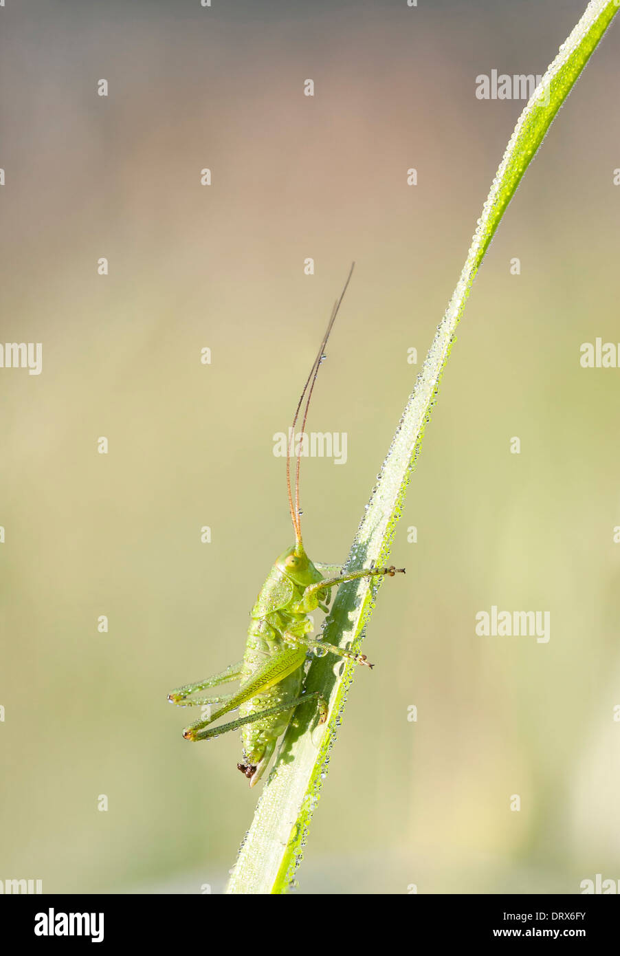 Closeup of a green grasshopper covered with water bubbles on a plant ...
