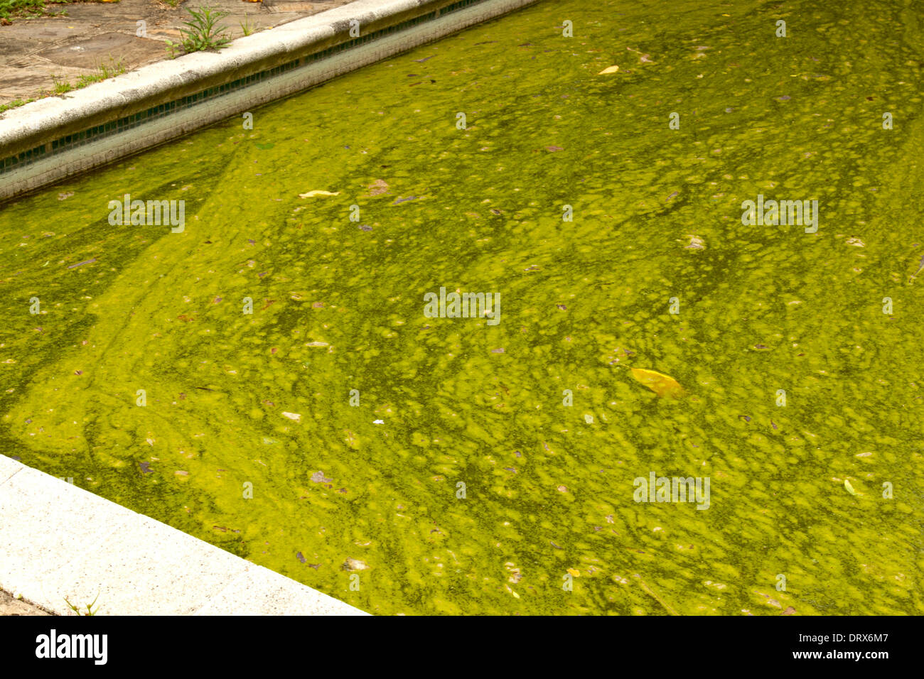 close up algae infested green slimy neglected swimming pool Stock Photo ...
