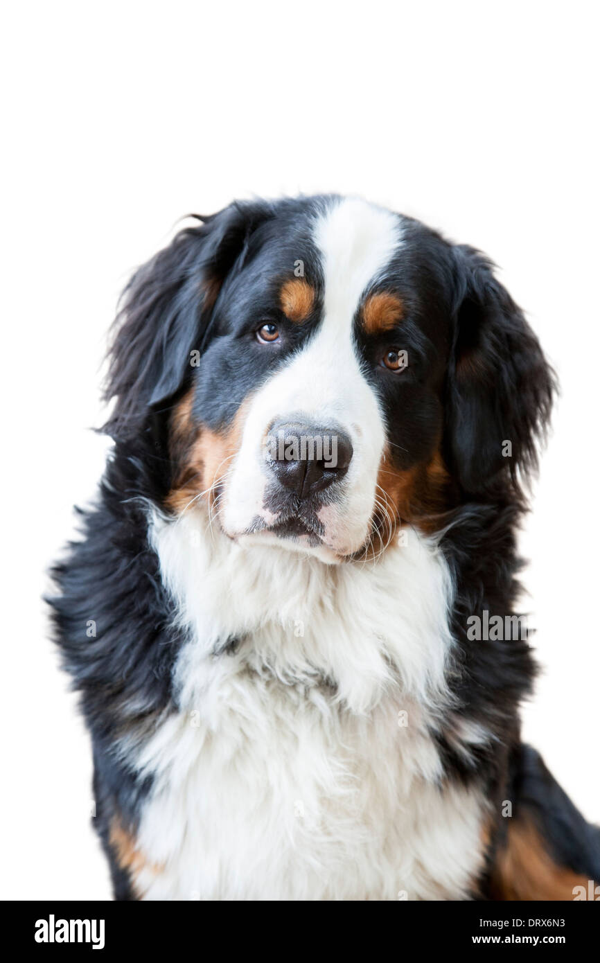 Dog face cut out hi-res stock photography and images - Alamy
