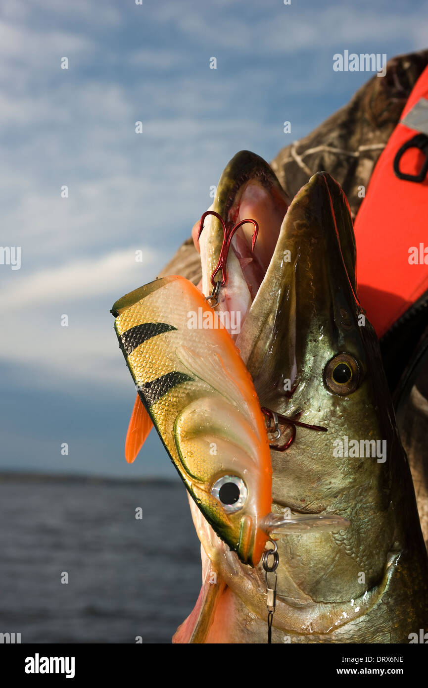 Musky fish hi-res stock photography and images - Alamy