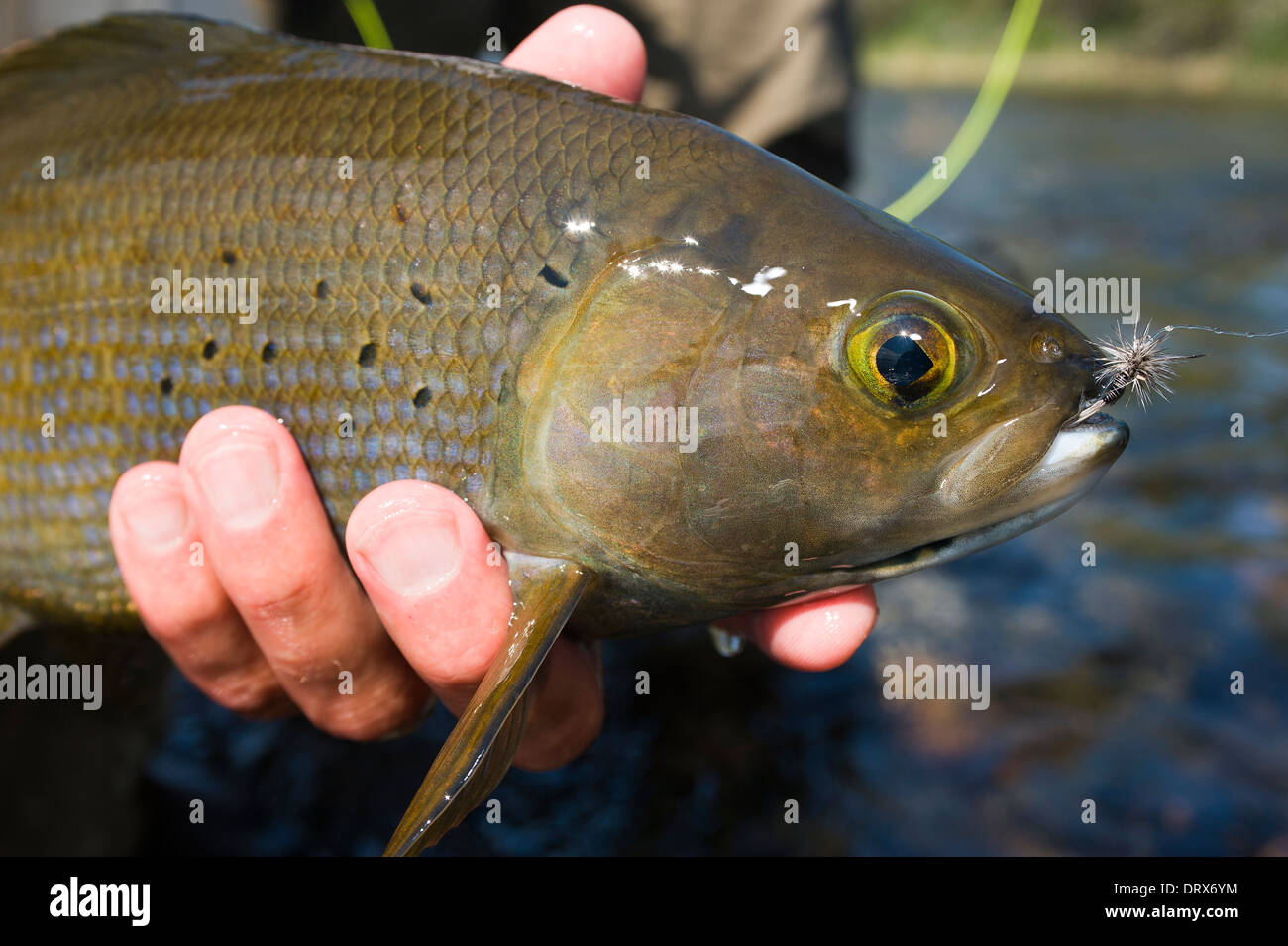 Grayling fish hi-res stock photography and images - Alamy