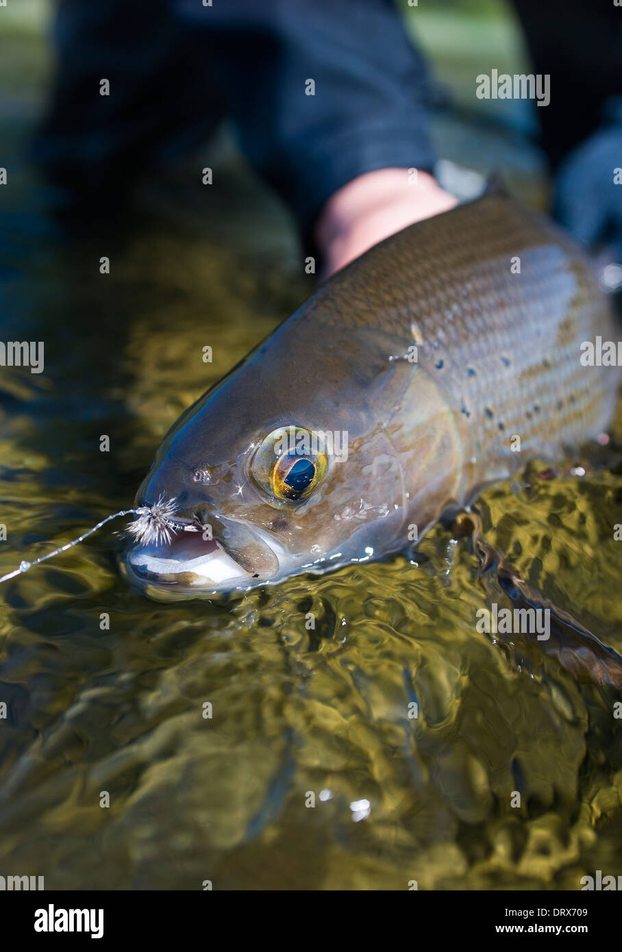 Grayling fish hi-res stock photography and images - Alamy