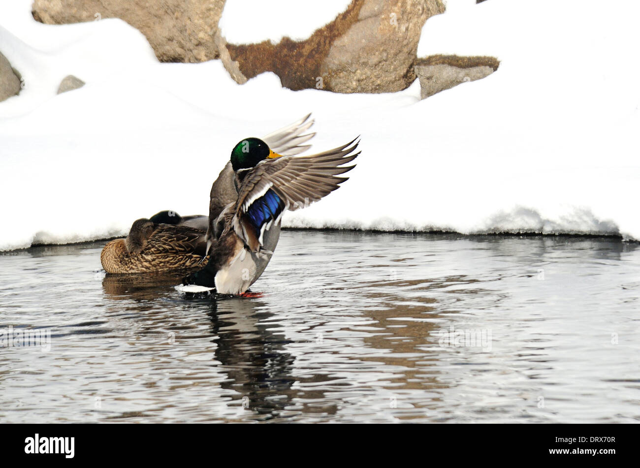 Mallard duck stretching hi-res stock photography and images - Alamy
