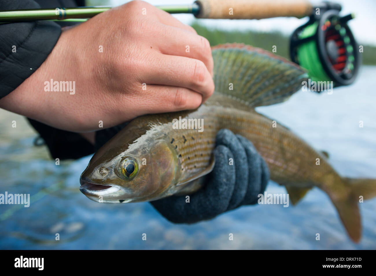 Arctic grayling fish caught Stock Photo - Alamy