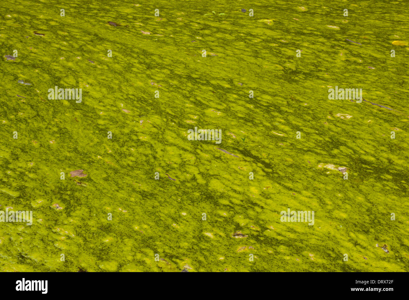 surface of hazardous stagnant algae infested water Stock Photo - Alamy