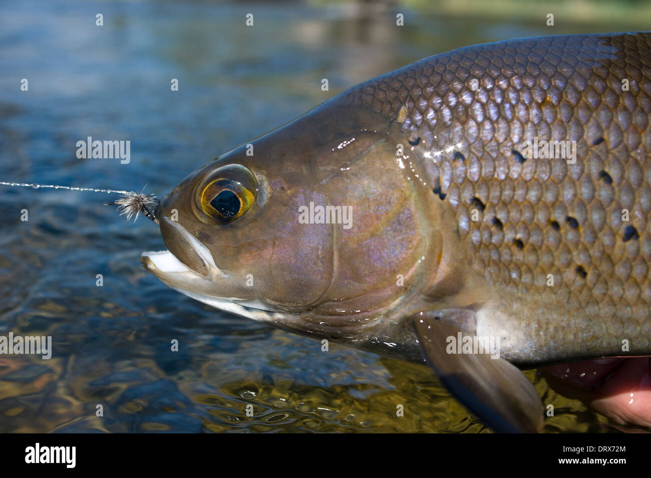 Arctic grayling fish hi-res stock photography and images - Alamy
