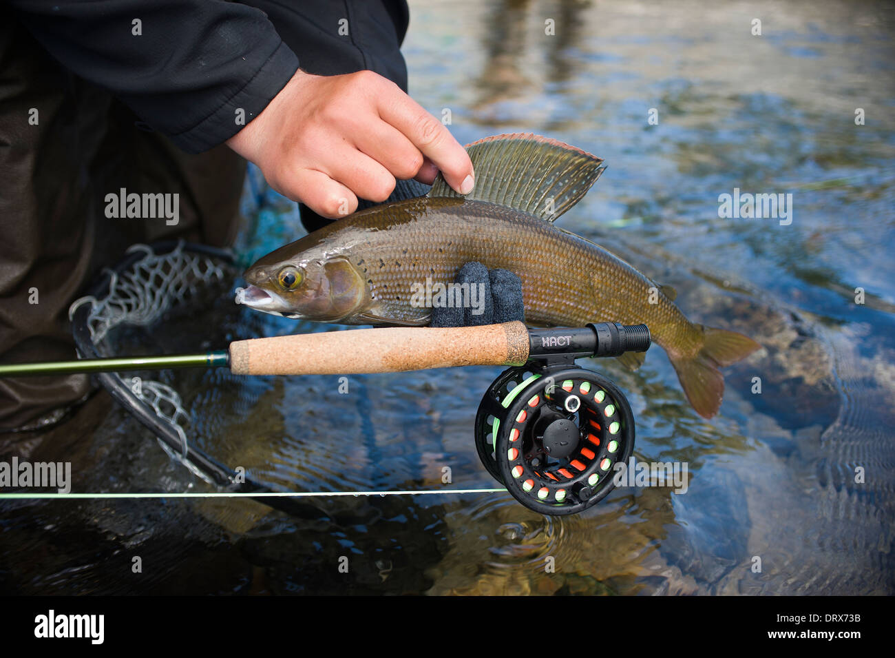 Arctic grayling fish caught Stock Photo - Alamy