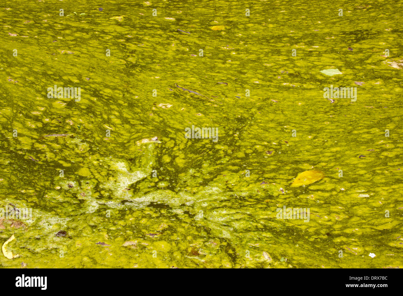 unsanitary surface of green stagnant algae infested water Stock Photo ...