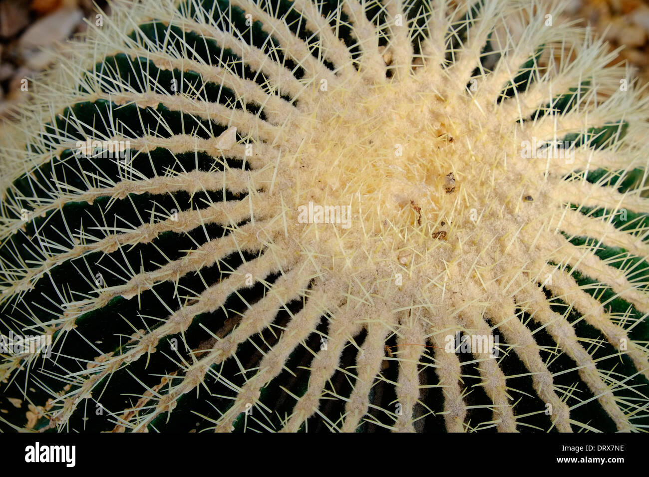 Ribbed cactus hi-res stock photography and images - Alamy