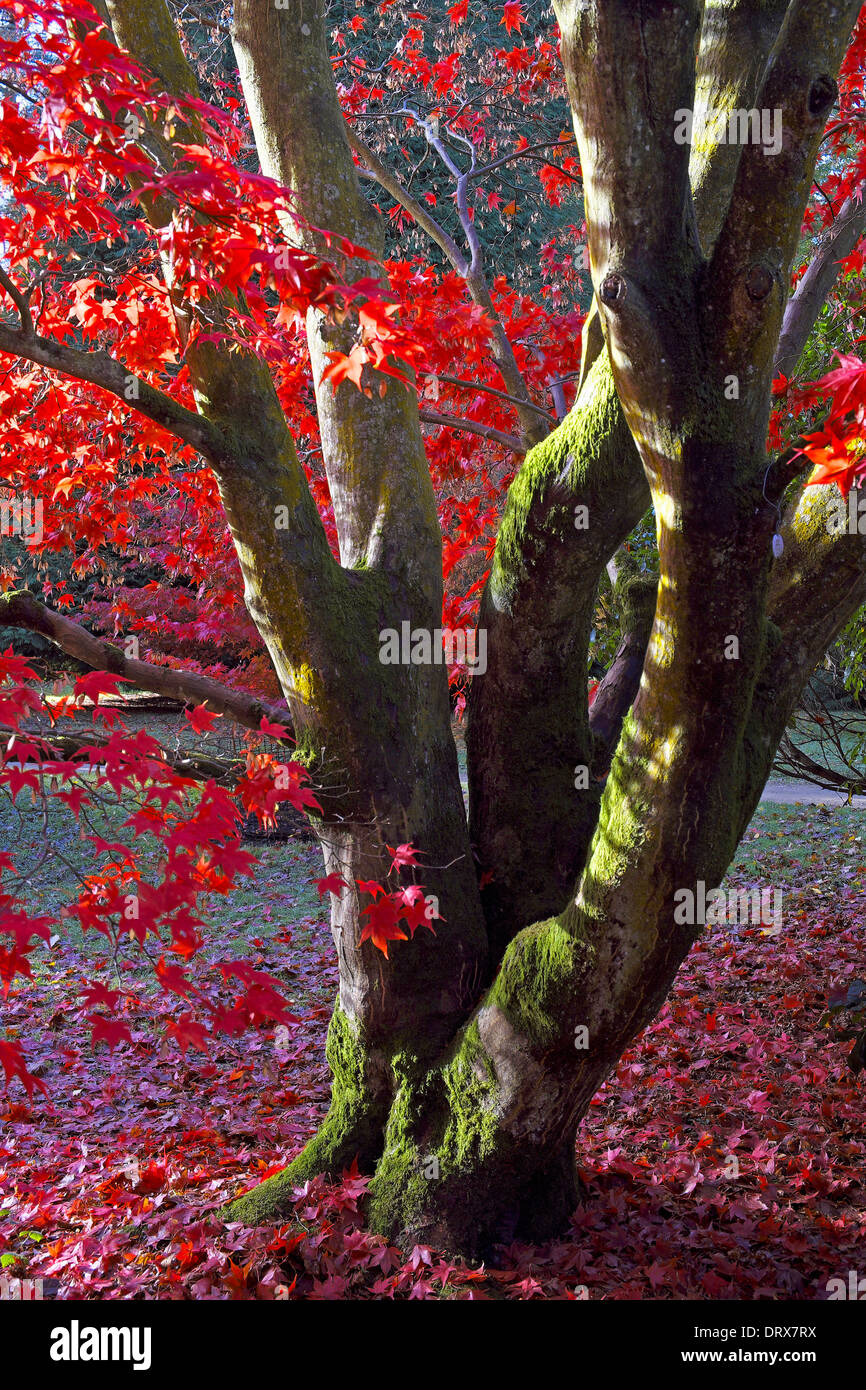Branch colour acer hi-res stock photography and images - Alamy