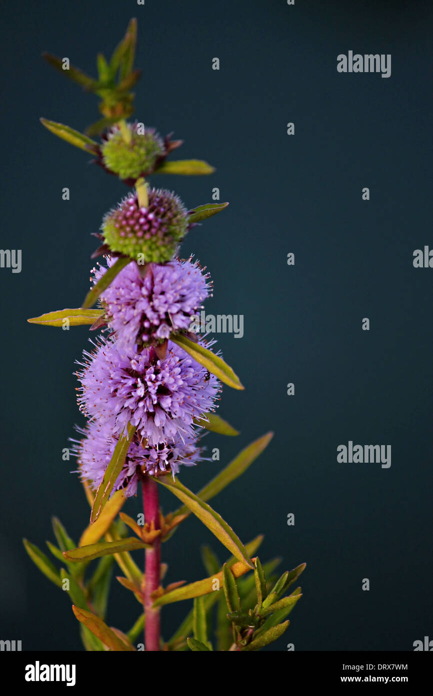 Blue flower plant ball hi-res stock photography and images - Alamy