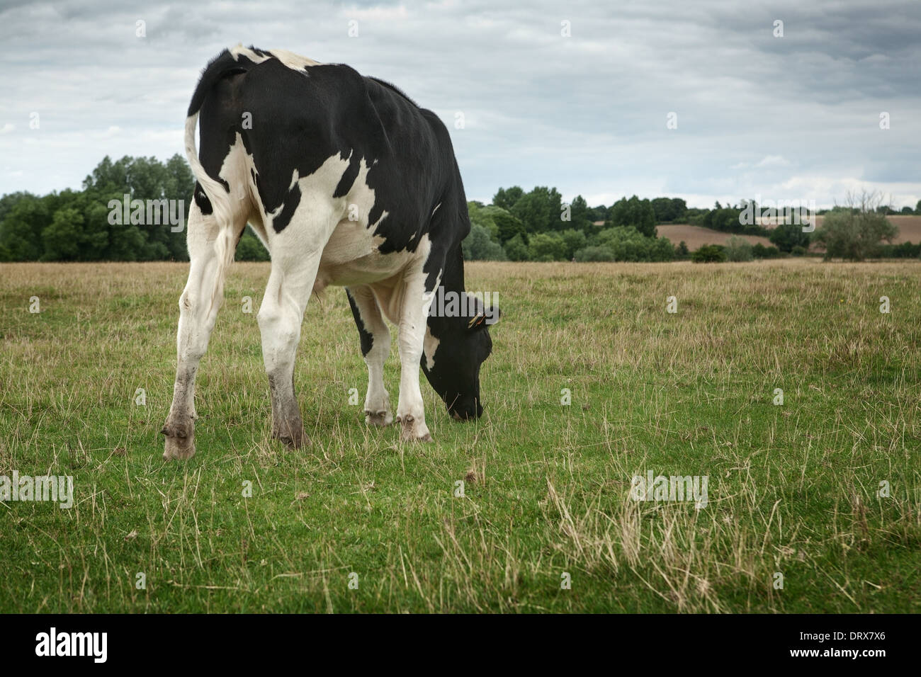 Cow rear view hi-res stock photography and images - Alamy