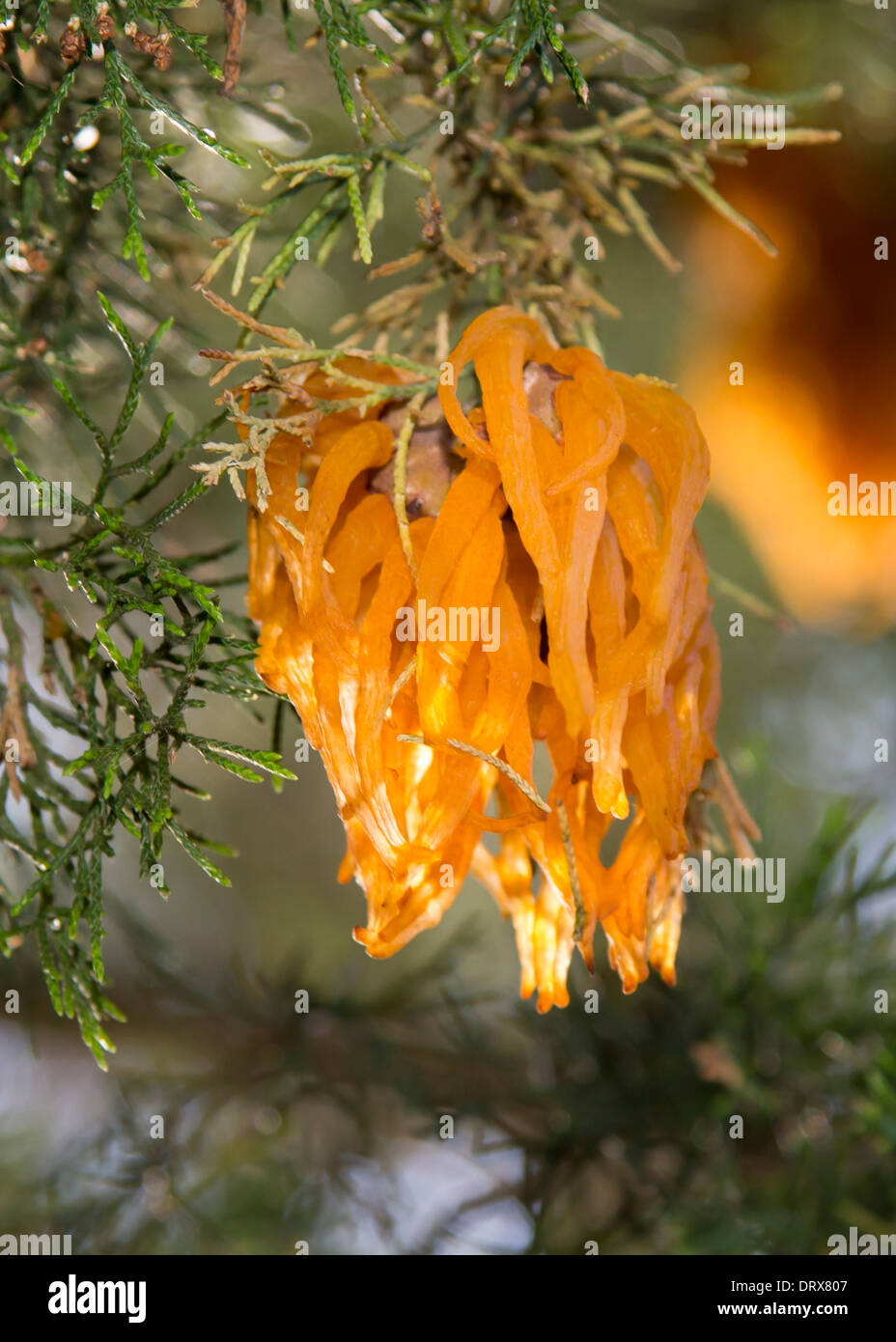 Cedar apple rust gall hi-res stock photography and images - Alamy