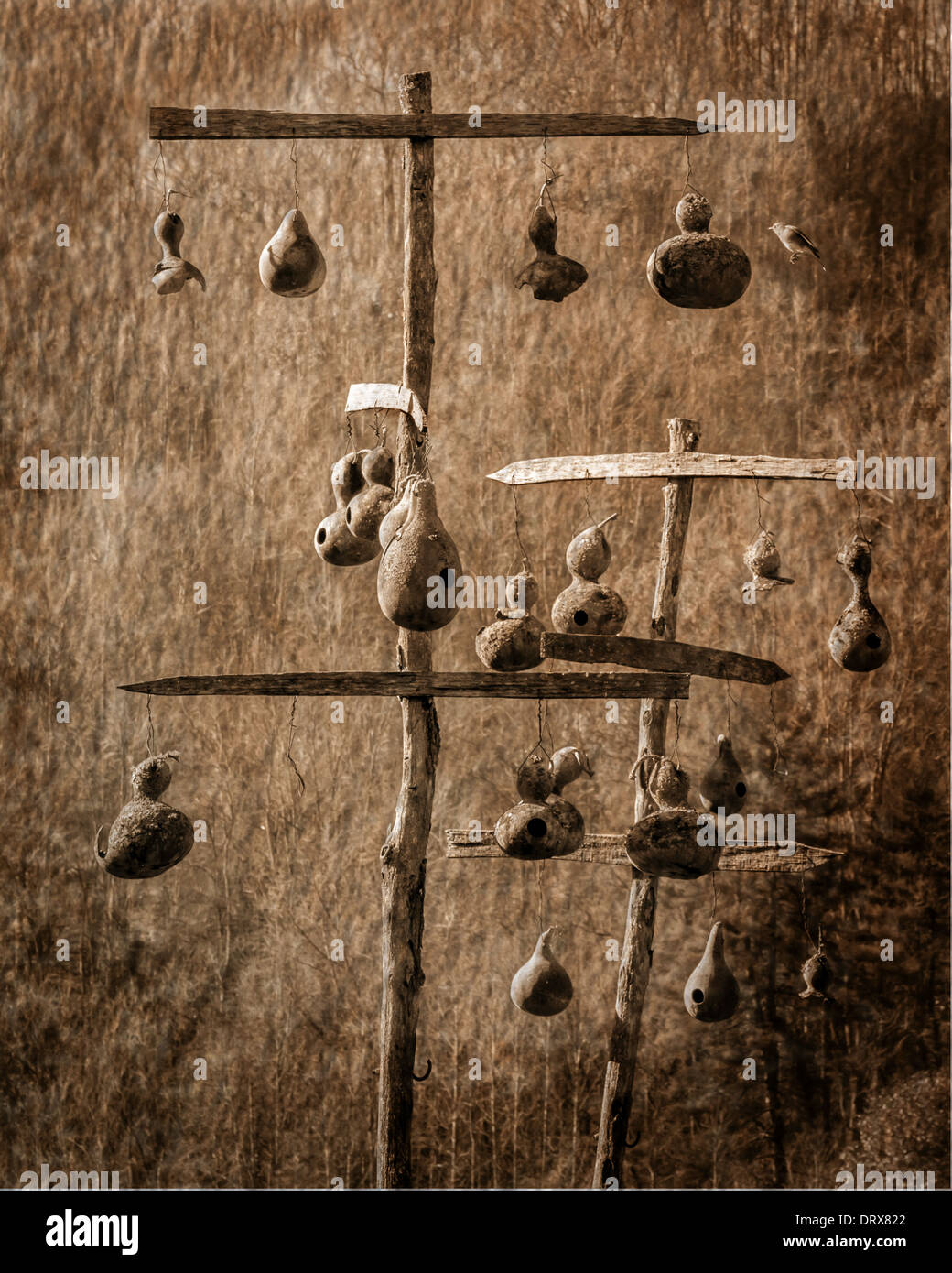 A bluebird arrives home in a post-apocalyptic setting Stock Photo - Alamy