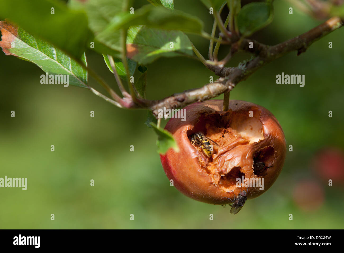 Rotten apple being eaten by wasps and flies Stock Photo - Alamy