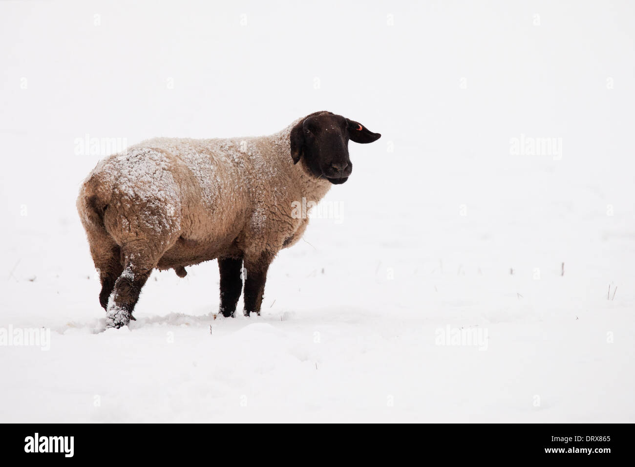 Black and white sheep face hi-res stock photography and images - Alamy