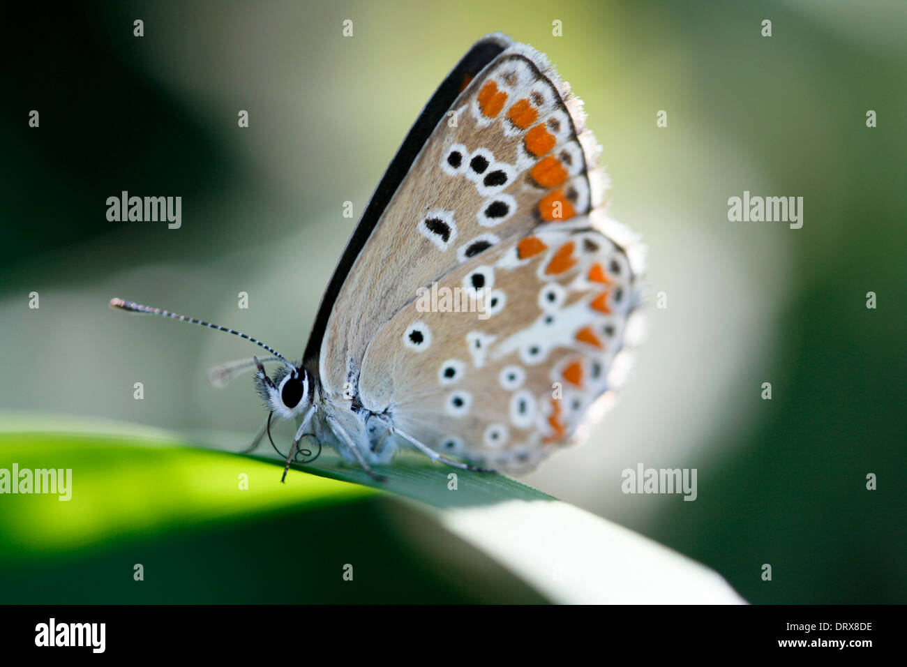 Stem with wings folded hi-res stock photography and images - Alamy