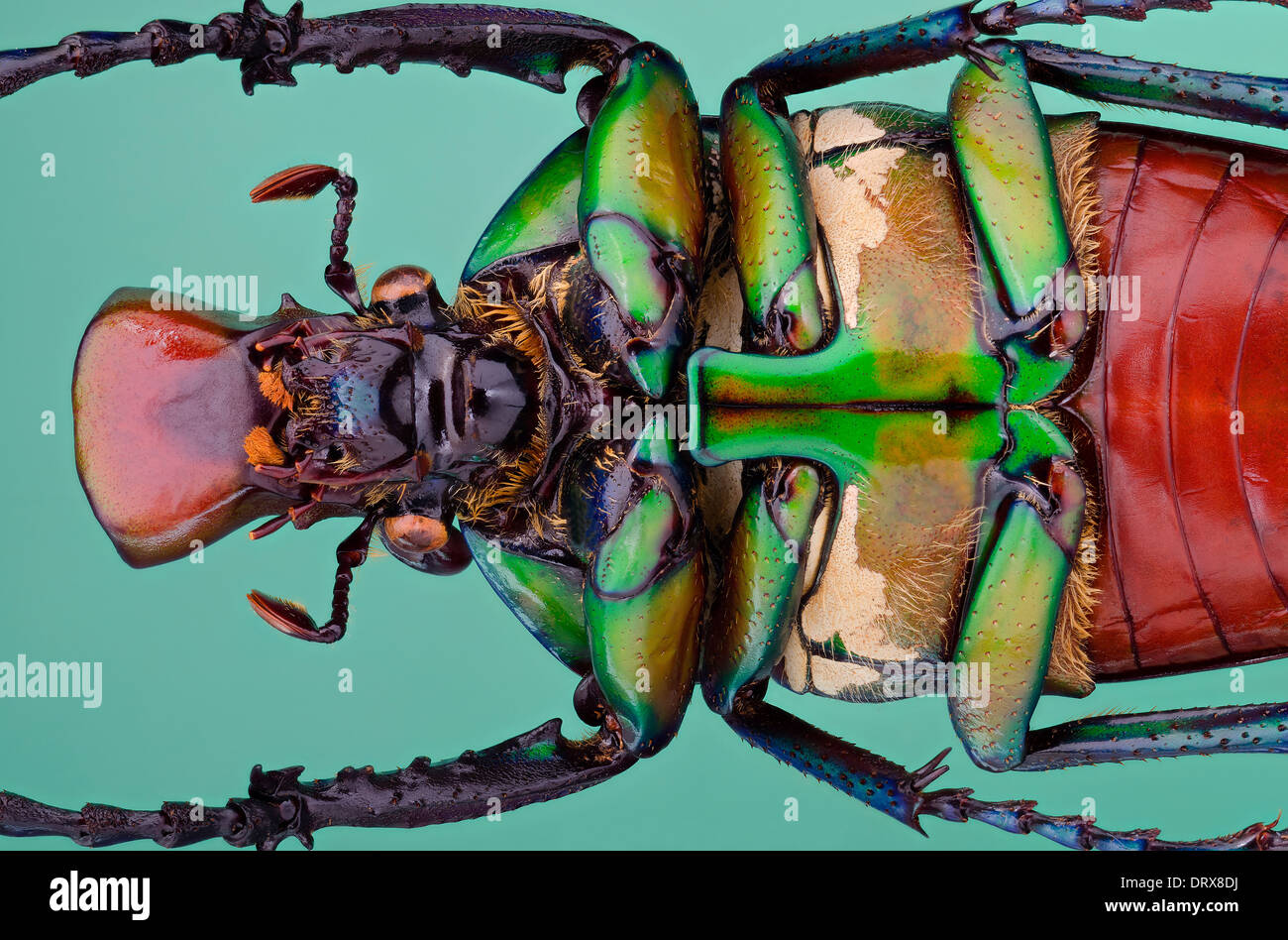 Ranzania splendens :view of the chest Stock Photo - Alamy