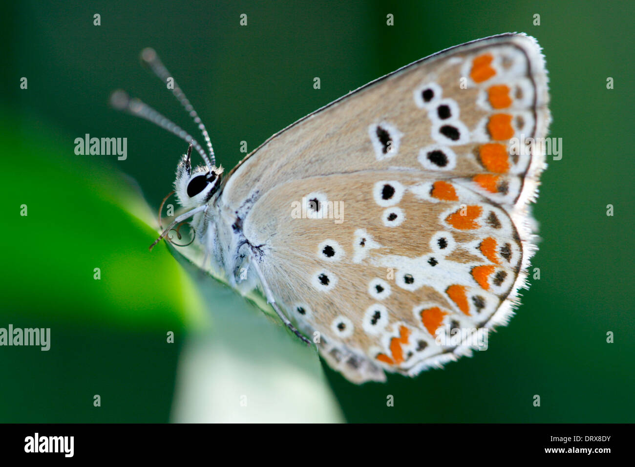 Insect with folded wings hi-res stock photography and images - Alamy
