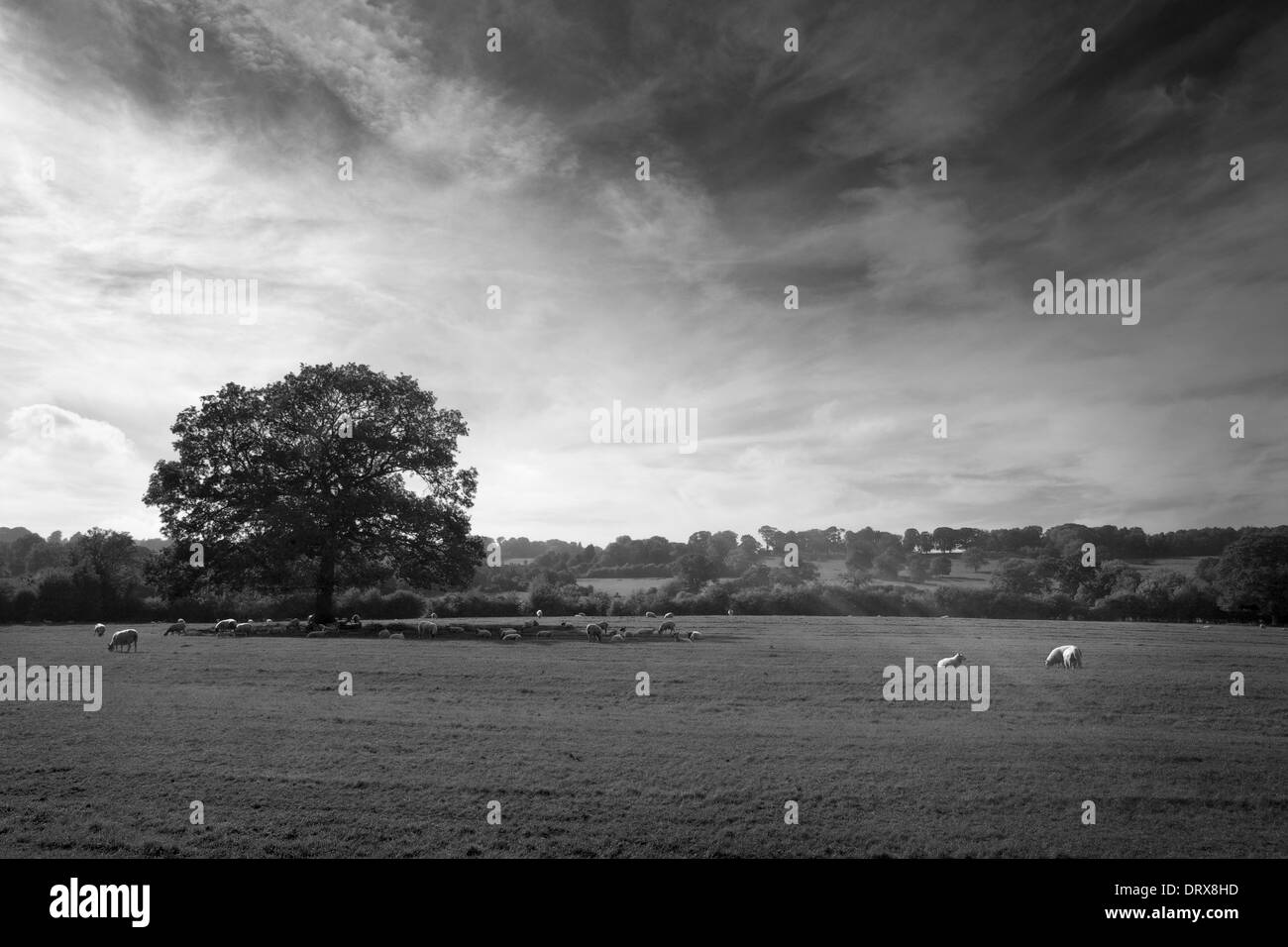English green land Black and White Stock Photos & Images - Alamy