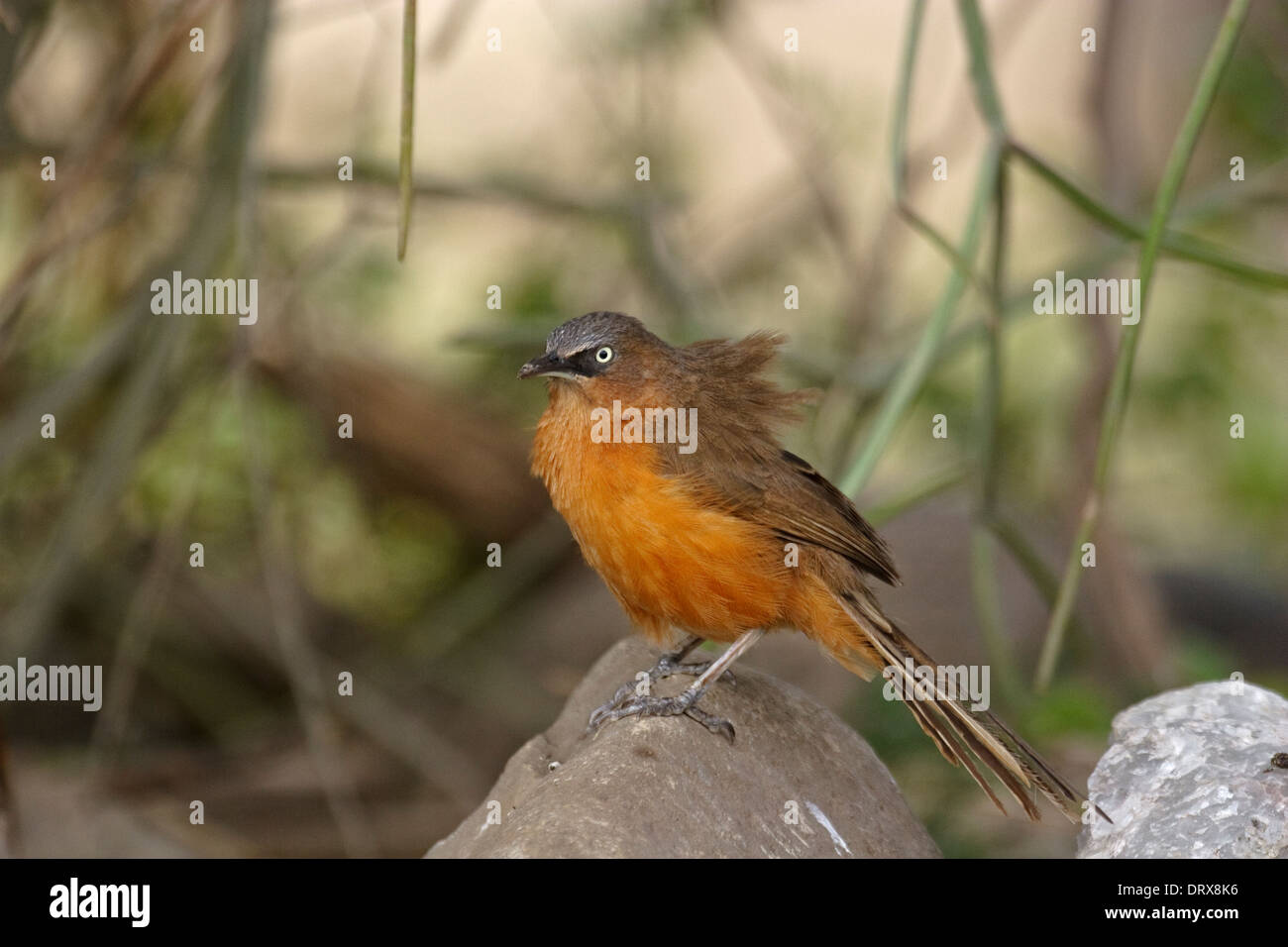 Rufous Chatterer (Turdoides rubiginosa), Olduvai Gorge Stock Photo - Alamy